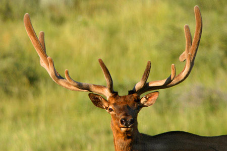 Juniper Mountain Ranch – Private Idaho Elk Hunting Ranch