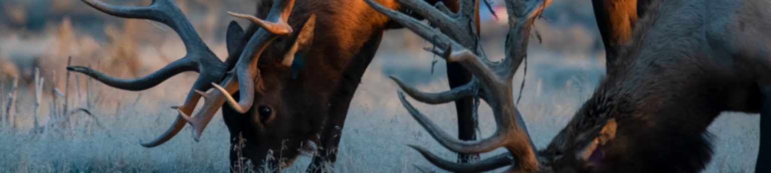 Monster Elk – Juniper Mountain Ranch