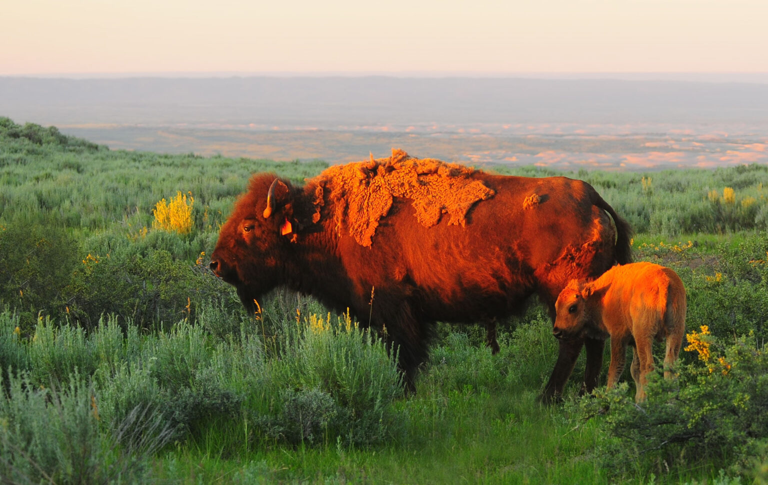Spring at the Ranch – Juniper Mountain Ranch
